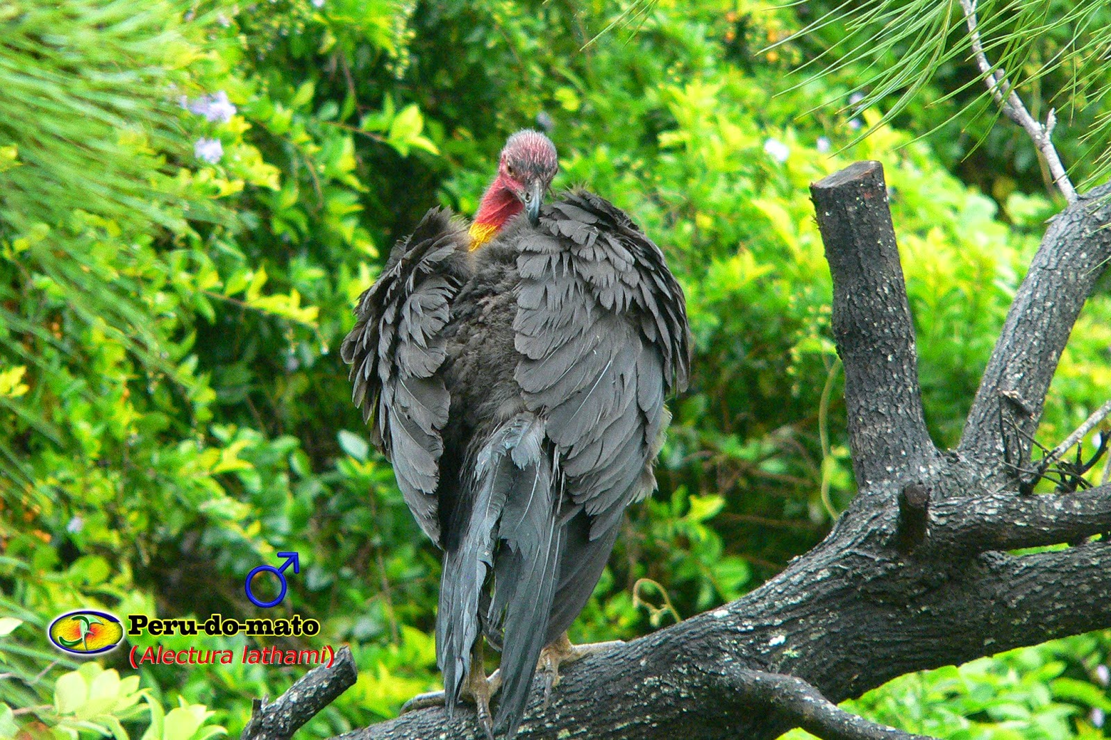 Zoologia: Peru-do-mato (Alectura lathami)